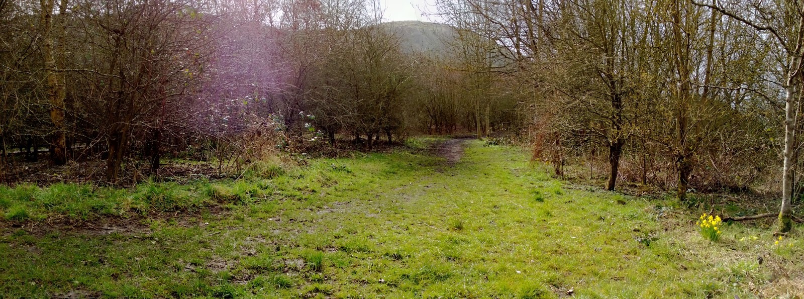 Something Beautiful Everyday: West Malvern Community Wood, Worcestershire.